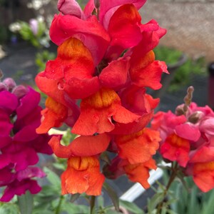 Snapdragon Potomac Red Seeds 40 - Etsy