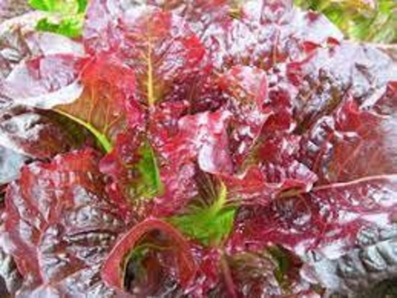 Lettuce Heirloom Outredgeous Seed 100 - Etsy