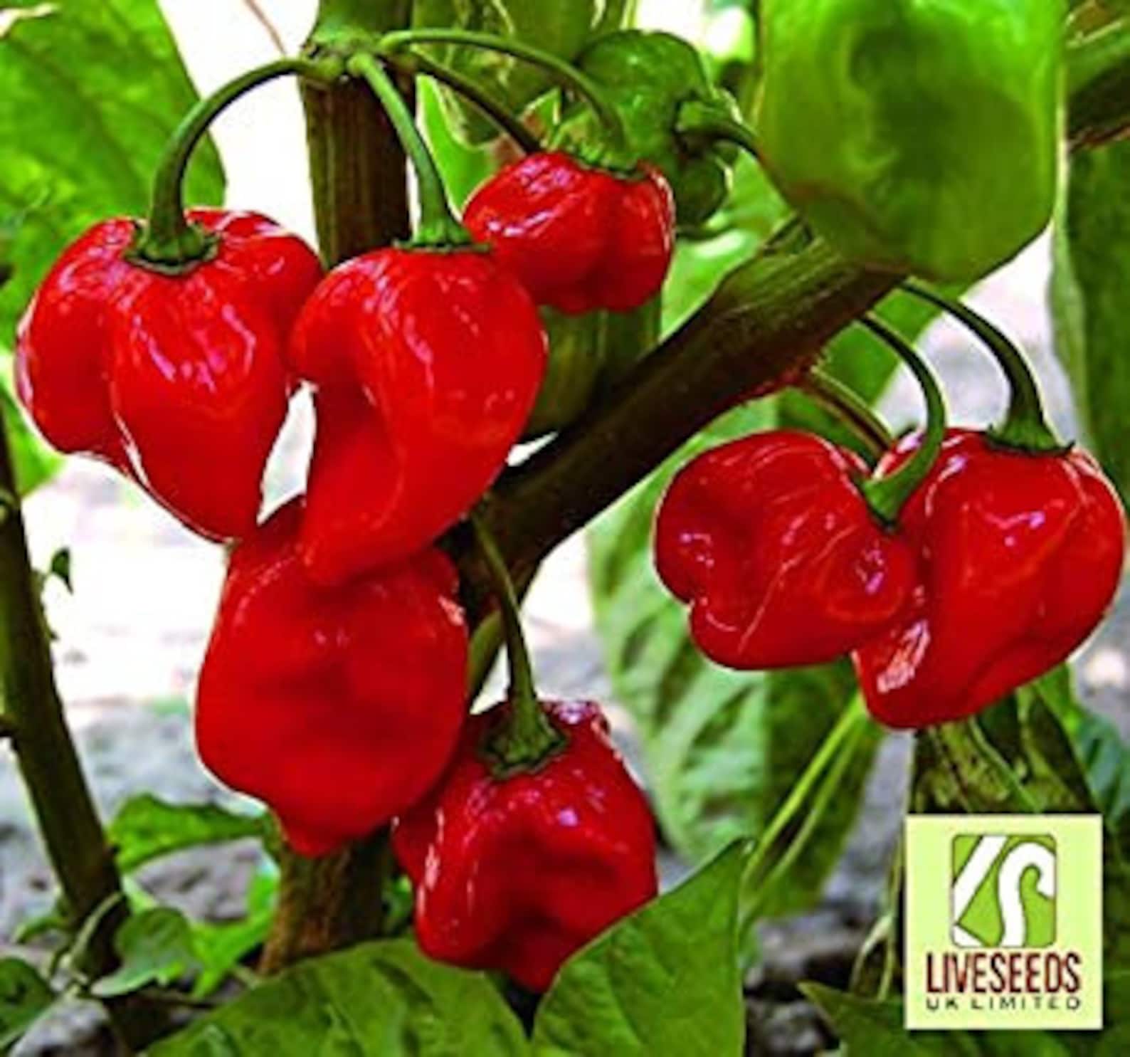 Pepper Red Savina Pepper Seeds 10 - Etsy