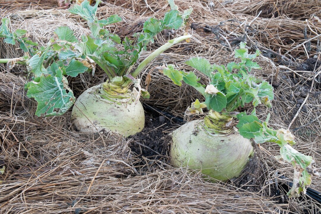 Rutabaga Heirloom Vegetable 200 Seeds - Etsy