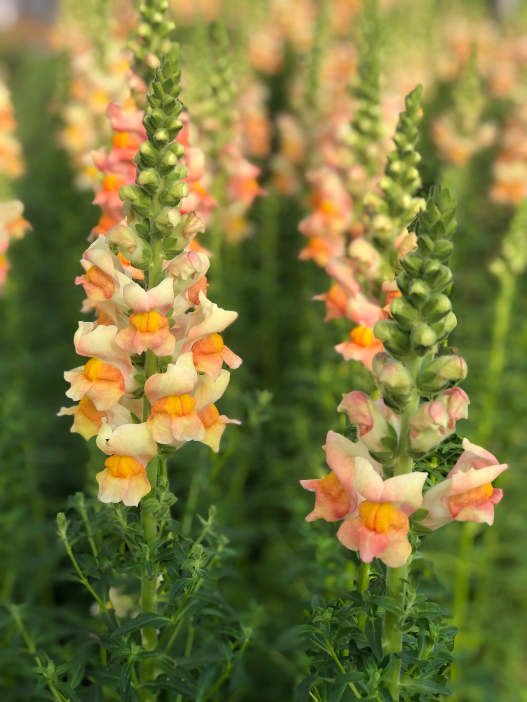 Snapdragon Costa Apricot Seeds 50 - Etsy