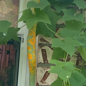 Squash Snake Bean Chinese Python Heirloom Seed 5 - Etsy