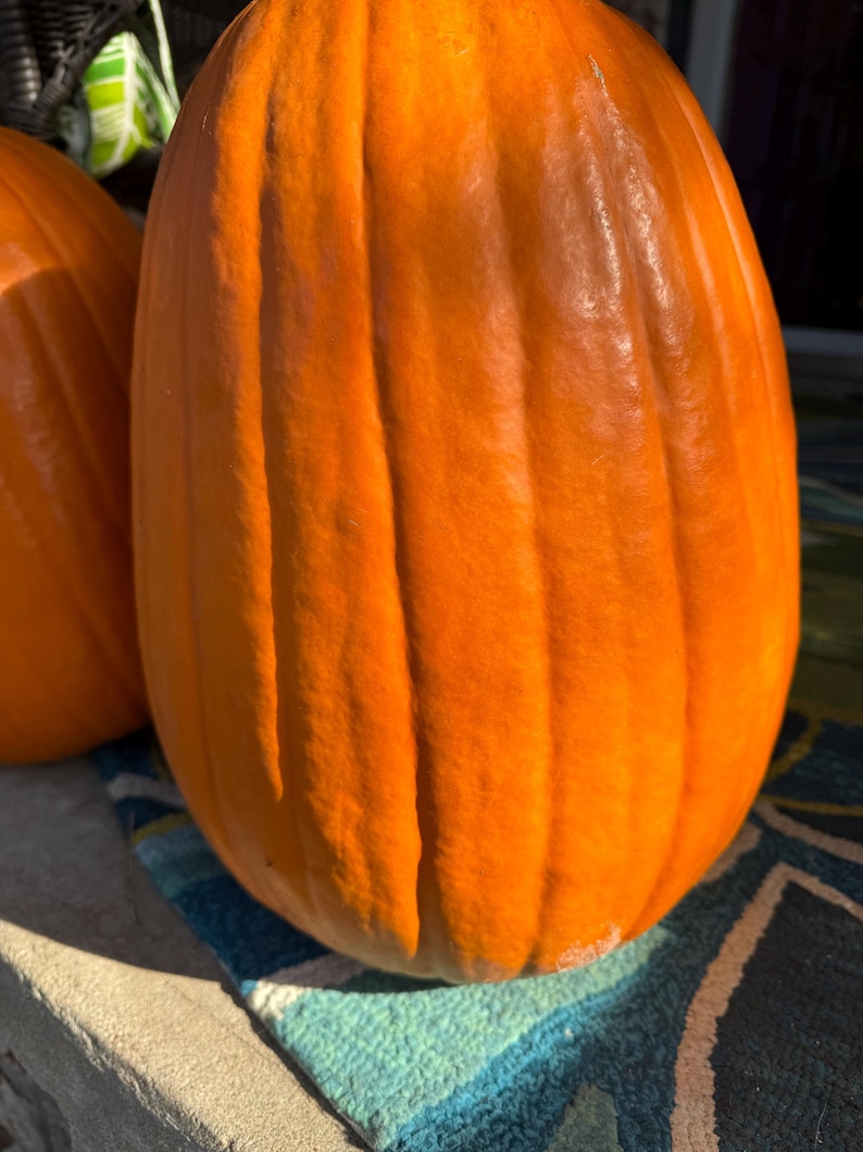 Rare Giant Pumpkins 19-inches Tall Extra Large Pumpkin Seed 15 - Etsy