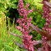 Atriplex Red Plume Seed 50 - Etsy