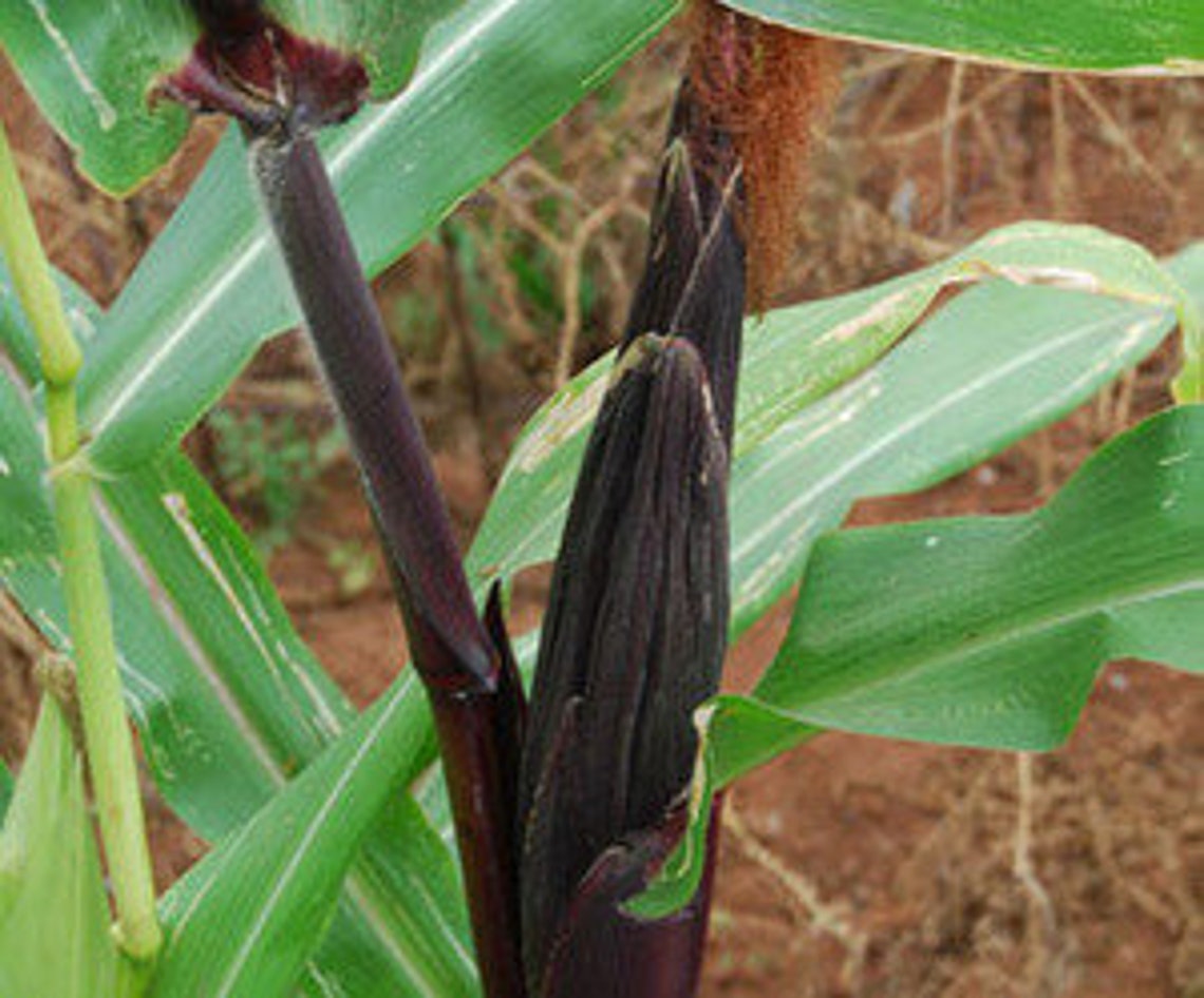 Corn Seneca Red Stalker Certified Organic Seeds 50 - Etsy