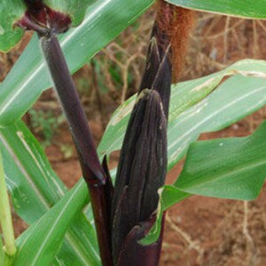 Corn Seneca Red Stalker Certified Organic Seeds 50 - Etsy