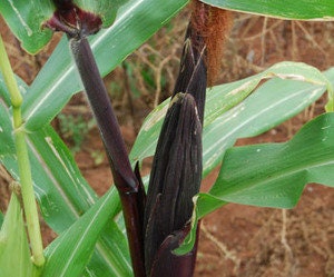 Corn Seneca Red Stalker Certified Organic Seeds 50 - Etsy