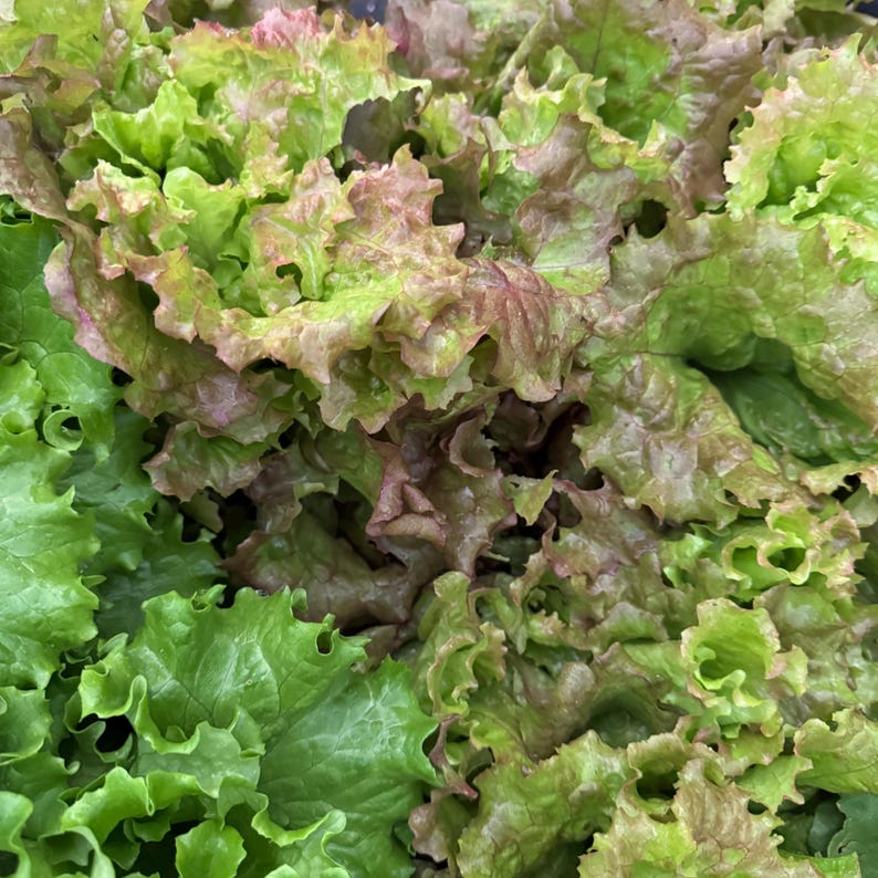 Lettuce Heirloom Outredgeous Seed 100 - Etsy
