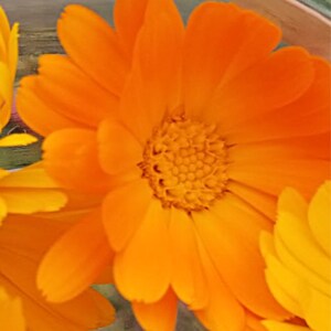 Calendula Alpha Organic Flower Seed 50 - Etsy