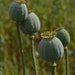 Poppy the Giant Rattle Poppy Heirloom Seeds 50 - Etsy