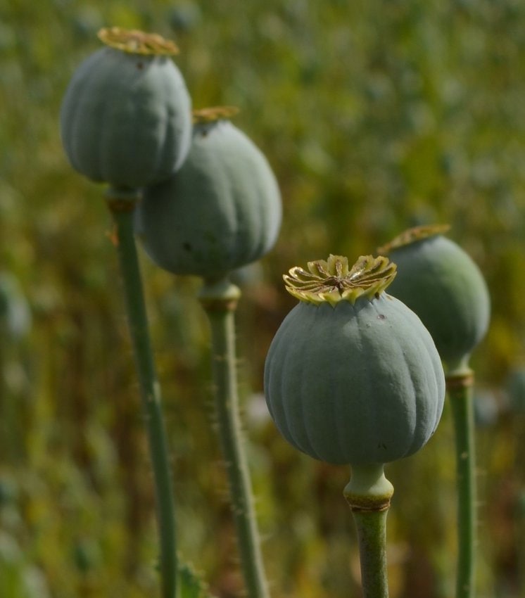 Poppy the Giant Rattle Poppy Heirloom Seeds 50 - Etsy