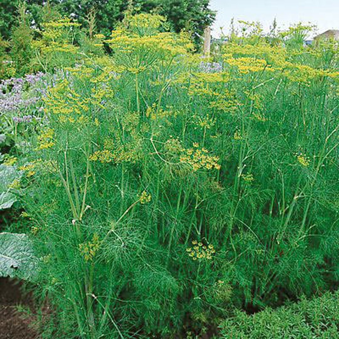 Dill Tetra Dill Seeds 50 - Etsy