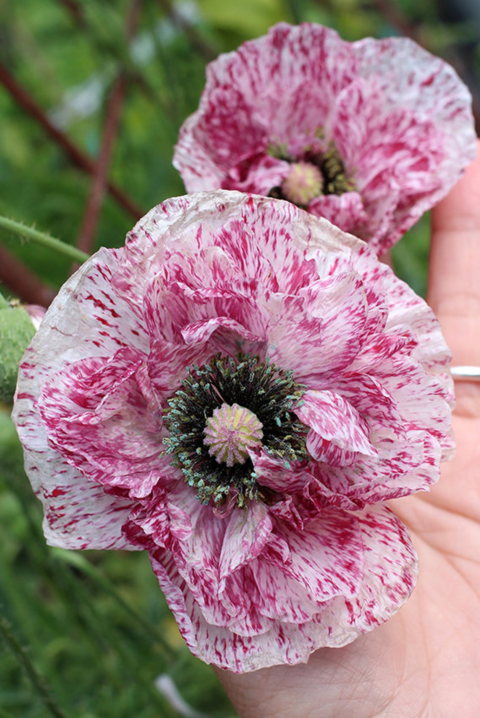 Poppy Pandora Heirloom seeds 20 | Etsy