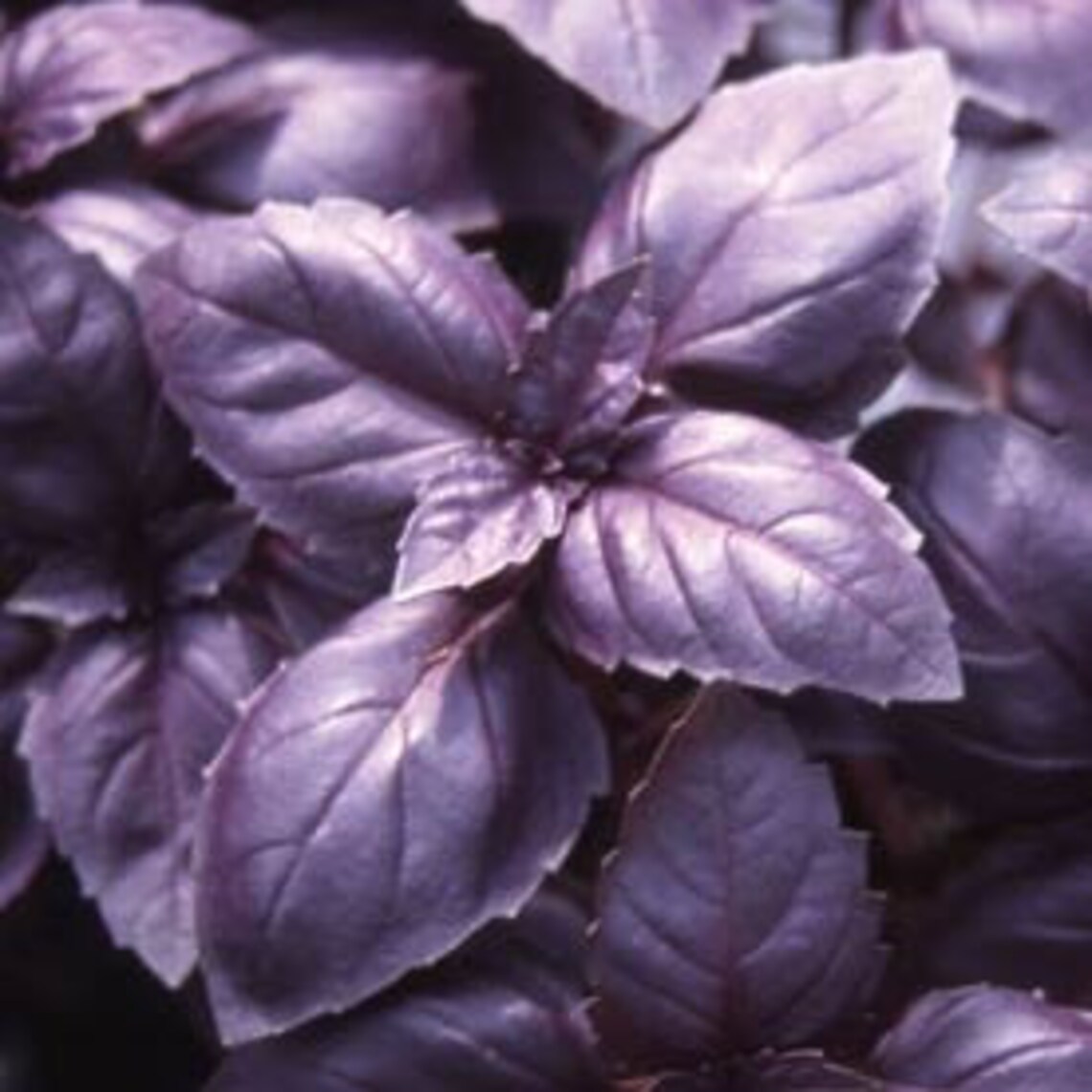 Basil Red Rubin Basil Seeds 50 - Etsy