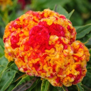 Celosia Cockscomb Variegated Heirloom Seeds 50 - Etsy