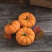 Pumpkin Jackb Little Pumpkins Seeds 15 - Etsy