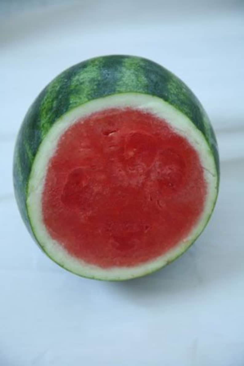 Watermelon Starlight Seed 15 - Etsy