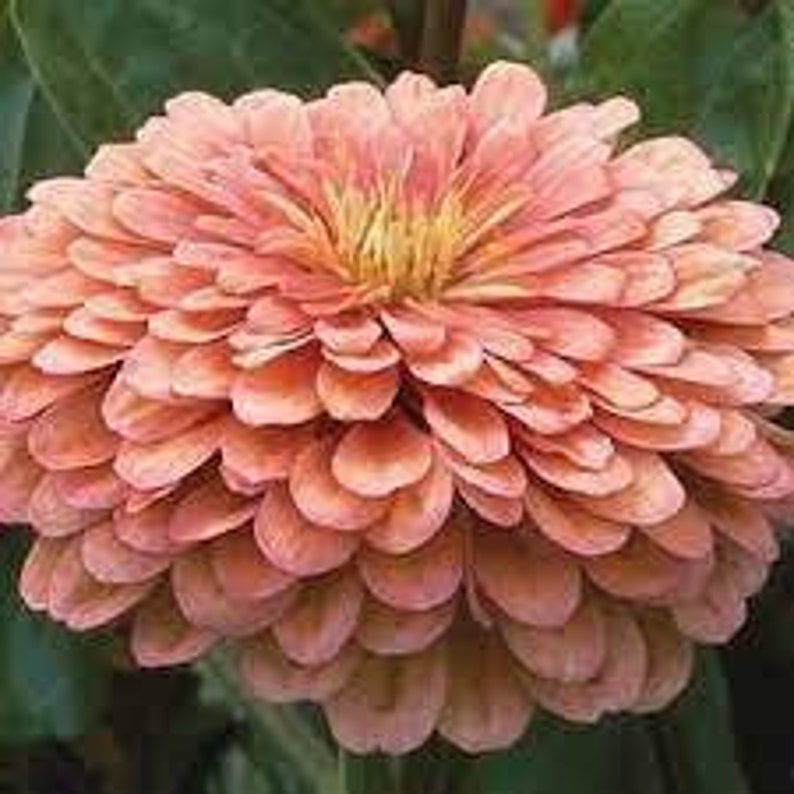 Zinnia Benarys Giant Salmon Rose Flower Seed 25 - Etsy