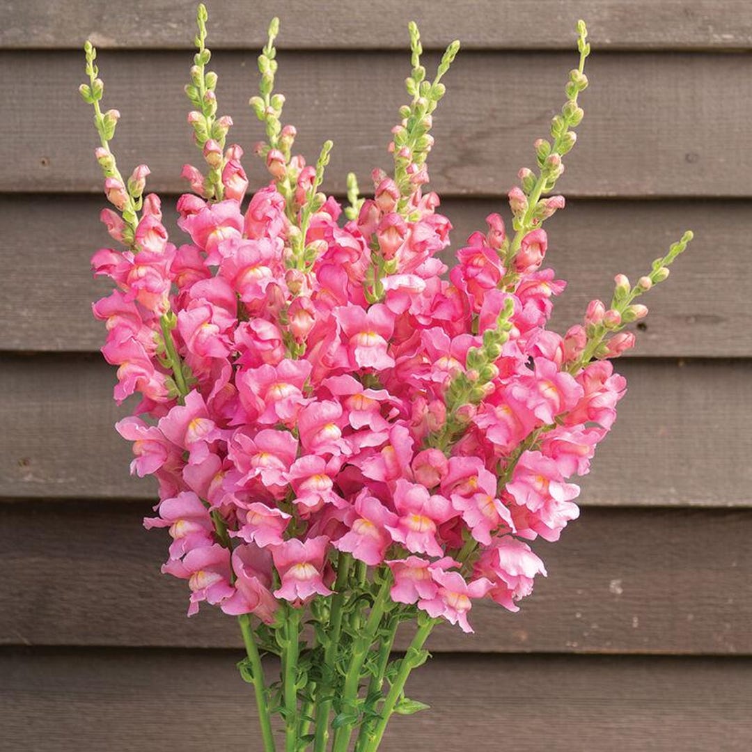 Snapdragon Costa Deep Rose Flower Seed 25 - Etsy