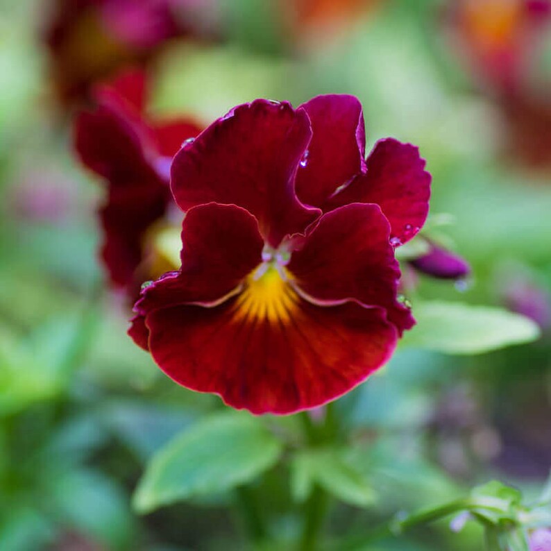 Viola Arkwright Ruby Heirloom Flower Seed 50 - Etsy