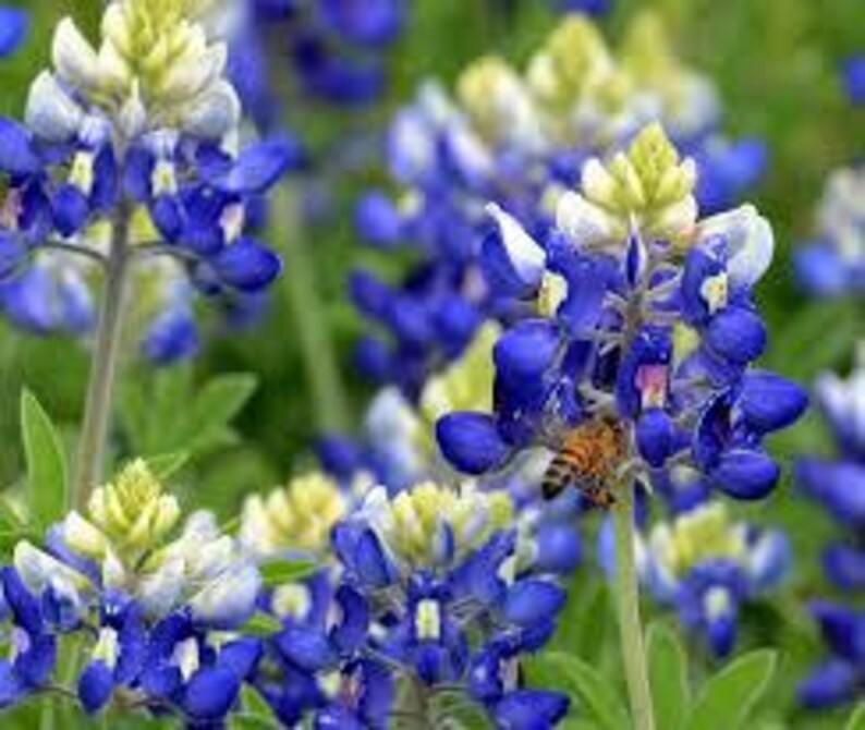Lupinus Texas Bluebonnet Seeds 25 - Etsy