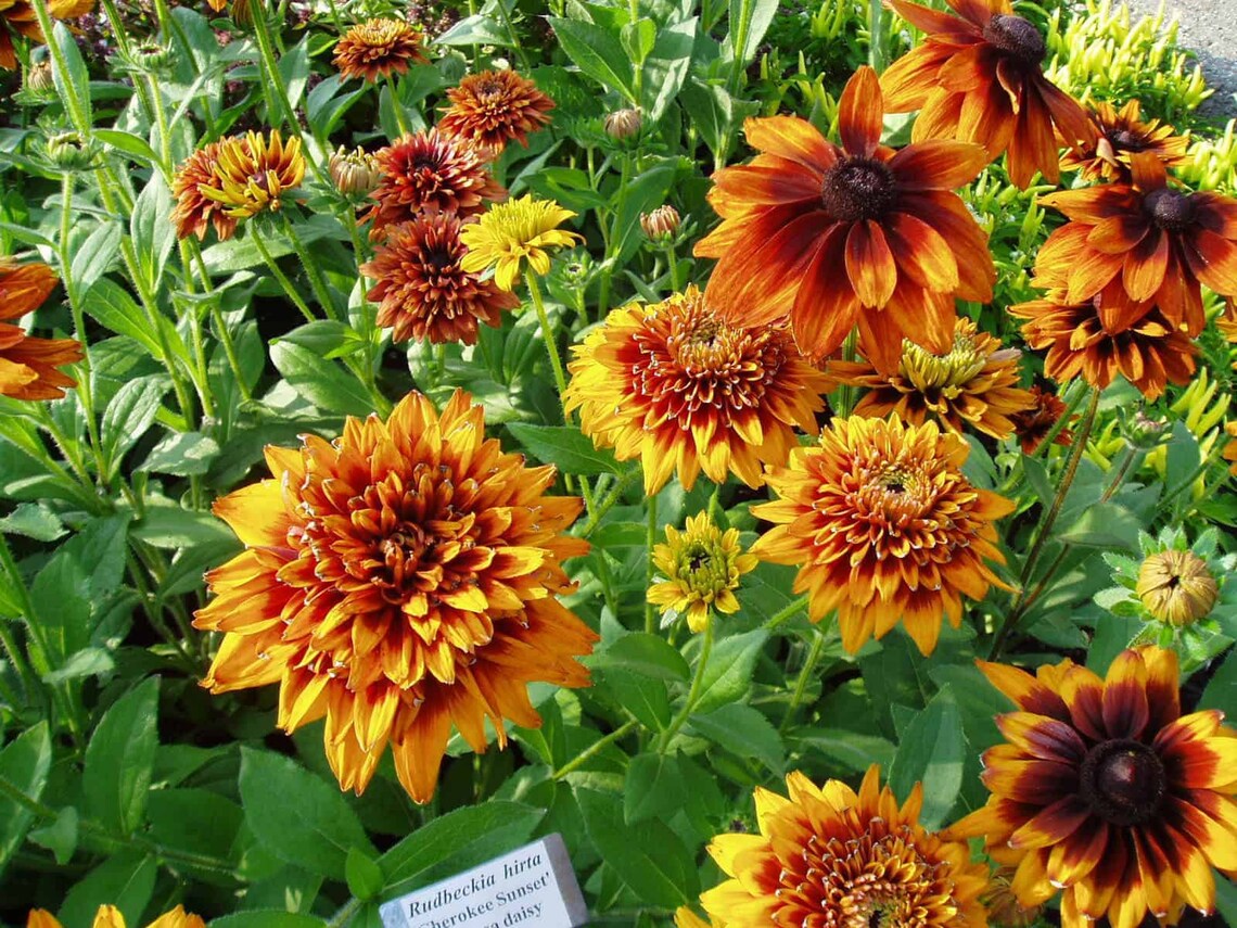 Rudbeckia Cherokee Sunset Mix Seeds 50 - Etsy Canada