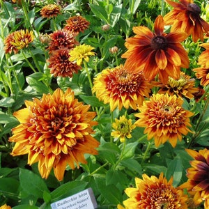 Rudbeckia Cherokee Sunset Mix Seeds 50 - Etsy Canada
