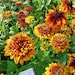 Rudbeckia Cherokee Sunset Mix Seeds 50 - Etsy Canada