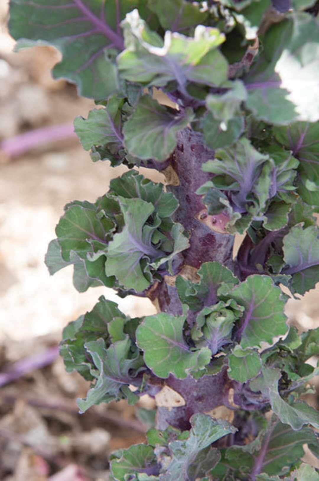 Kalettes Autumn Star Seeds 25 - Etsy