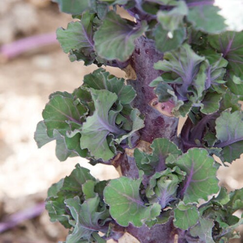 Kalettes Autumn Star Seeds 25 - Etsy