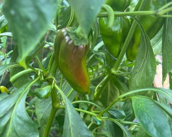 Mocha Swirl Pepper Seeds - Etsy