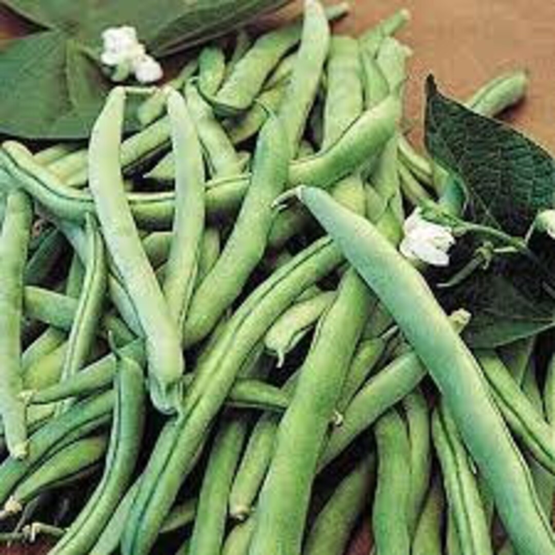 Bean Blue Lake Bush Bean Heirloom Seed 100 - Etsy