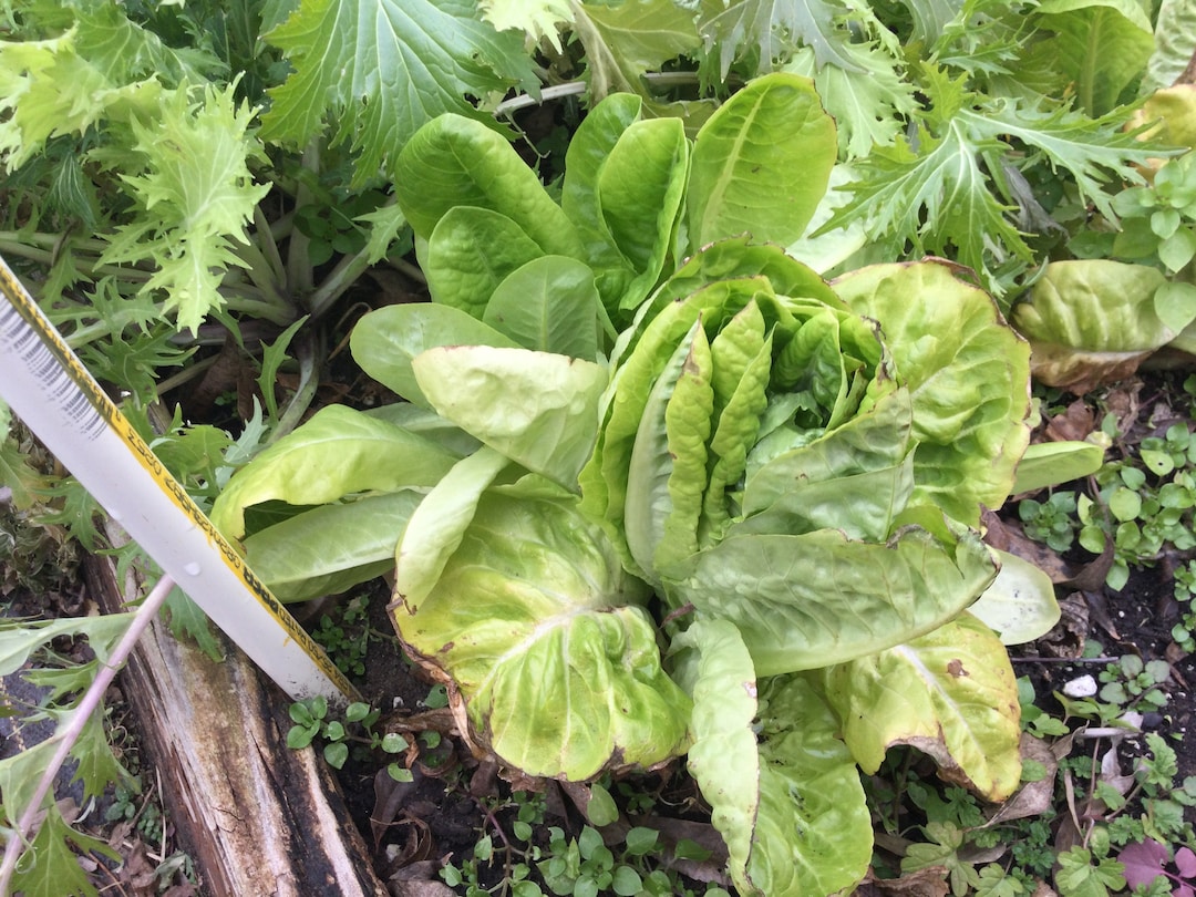 Lettuce Tennis Ball Heirloom Seed 100 - Etsy