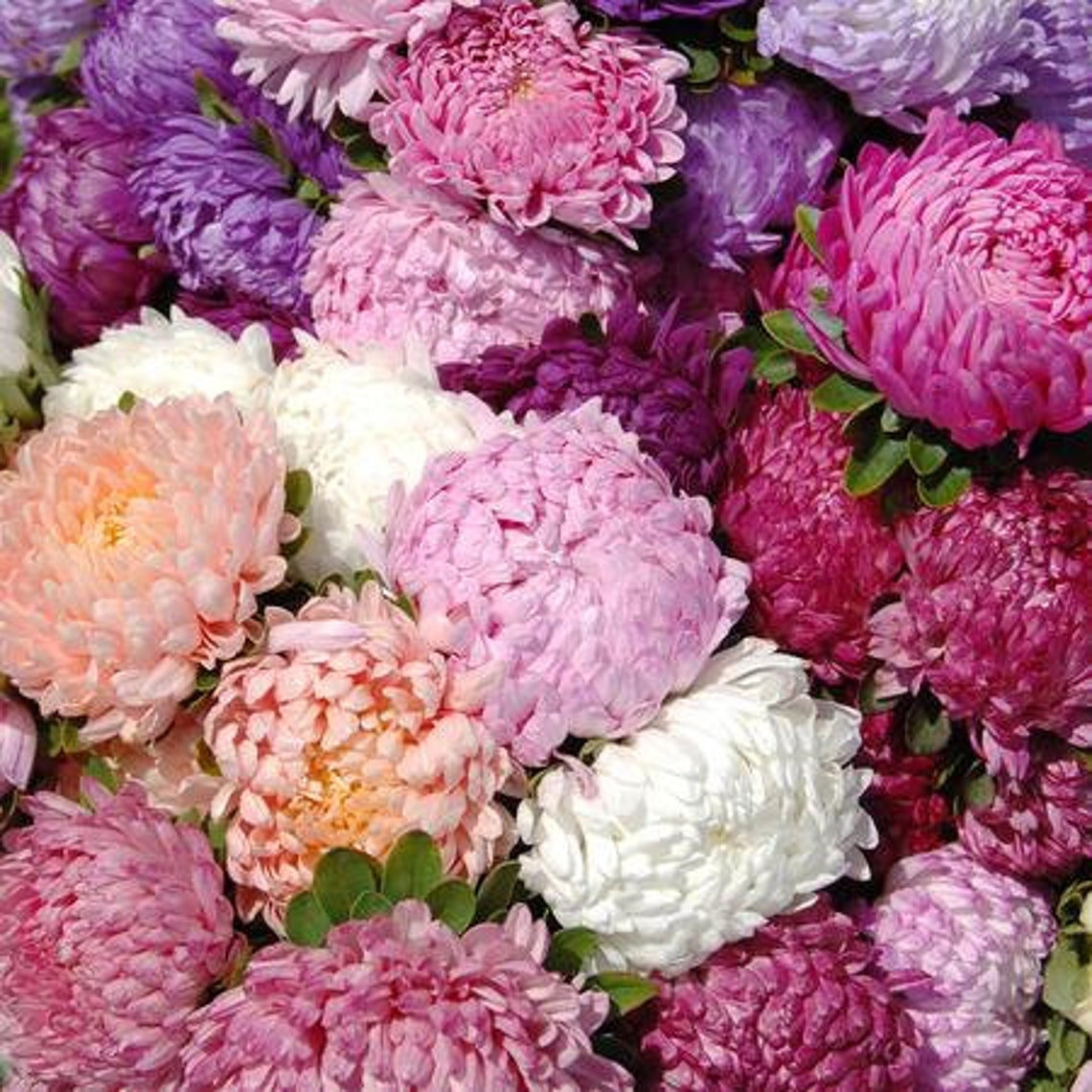 Aster Tower Custom Mix Sees 50 - Etsy