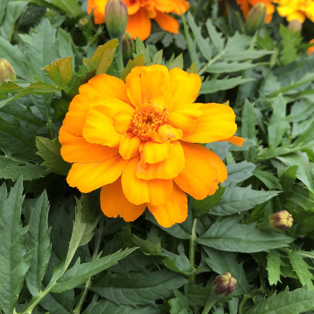 Marigold Durango Tangerine Flower Seed 45 - Etsy