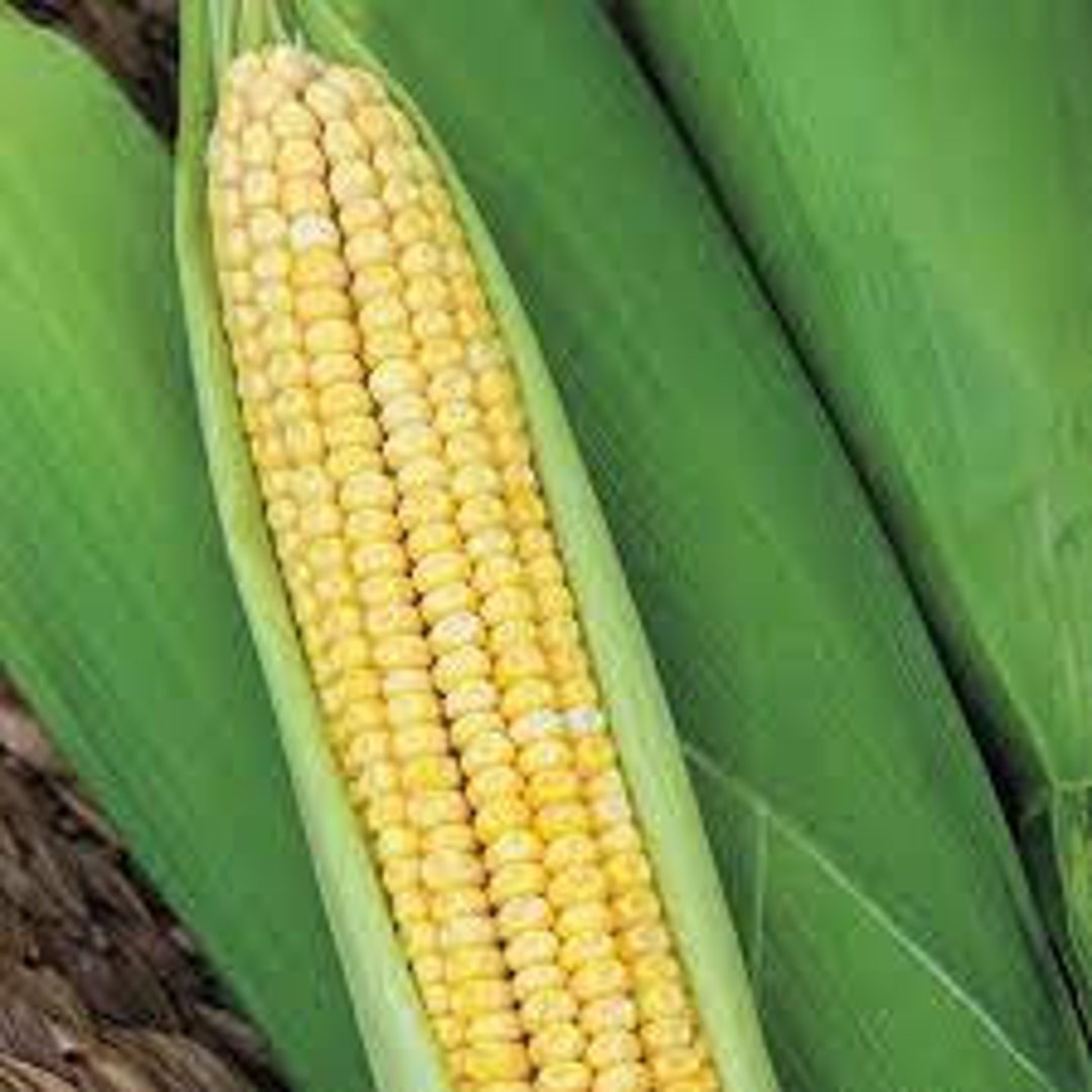Corn Yellow Dent Seed 100 - Etsy