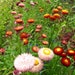 Strawflower Sultane Mix Seed 50 - Etsy