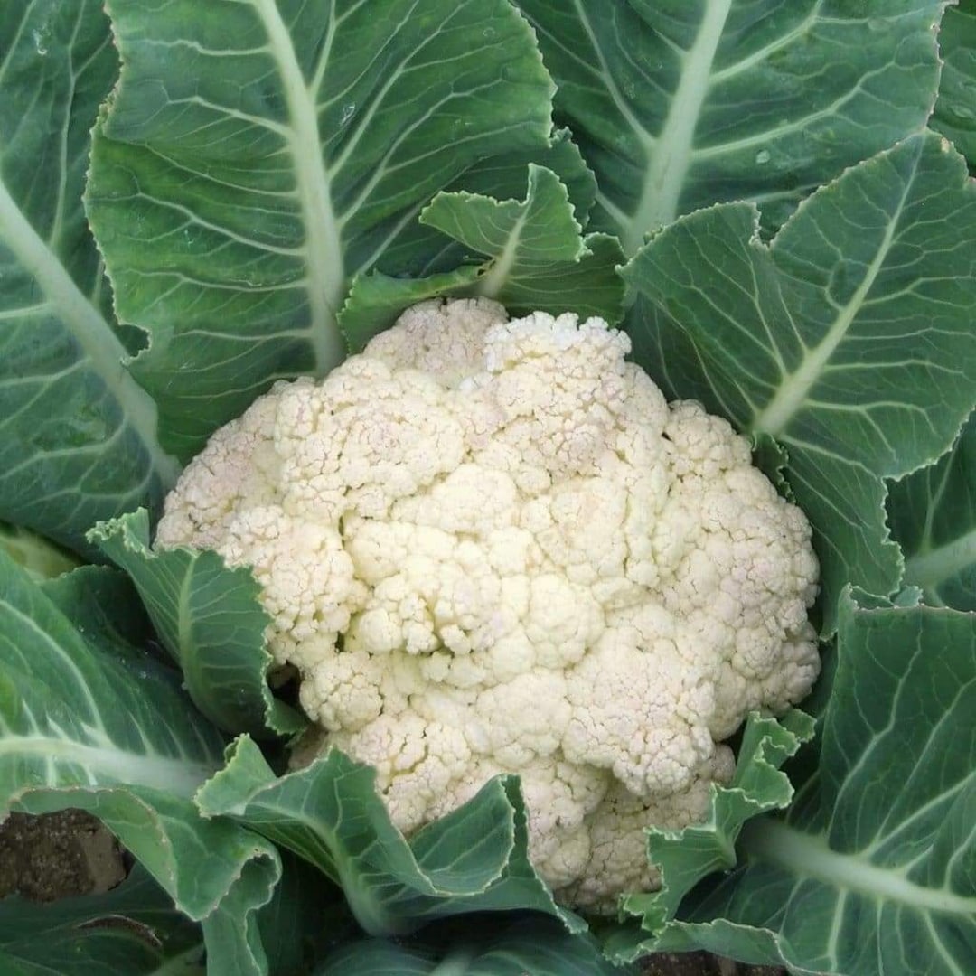 Cauliflower Early Snowball Heirloom Vegetable Seed 50 - Etsy