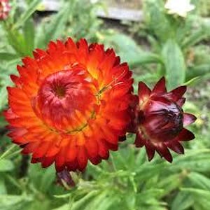 Strawflower Red Copper Seed 50 - Etsy