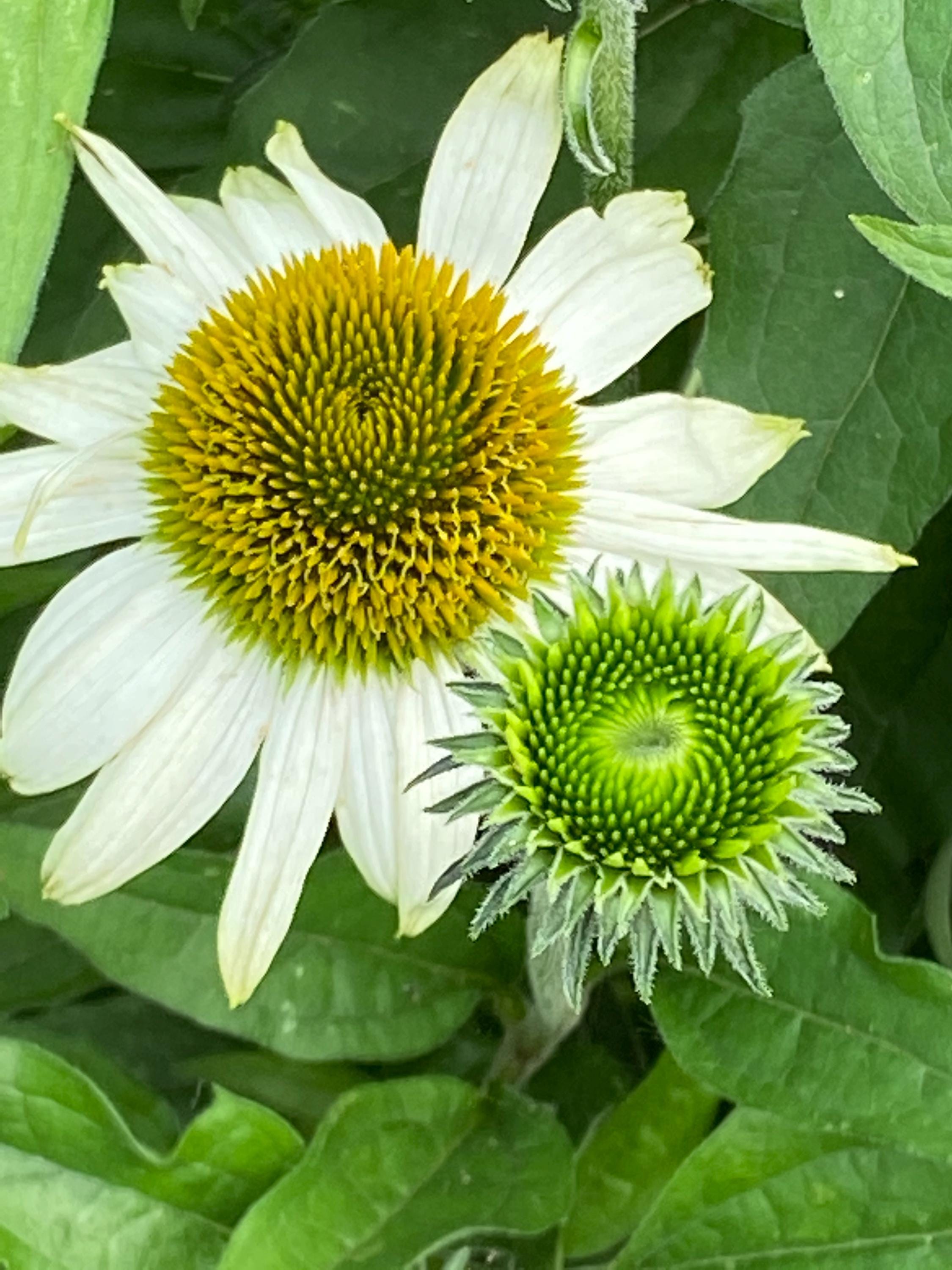 Coneflower Echinacea Pow Wow Flower Seed 50 - Etsy