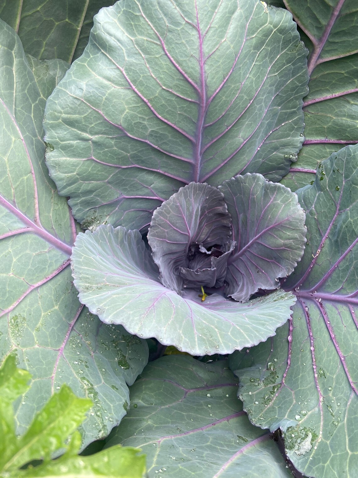 Cabbage Ruby Perfection Vegetable Seed 50 | Etsy