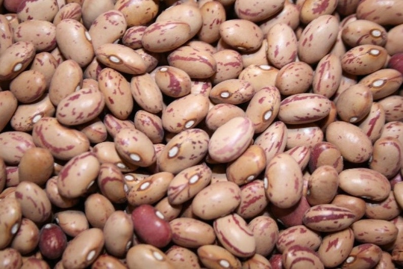 Bean Taylor Dwarf Horticultural Beans 100 - Etsy