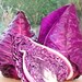 Cabbage Kalibos Heirloom Seeds 25 | Etsy