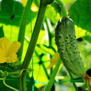Cucumber Parisian Pickling Organic Seed 25 - Etsy