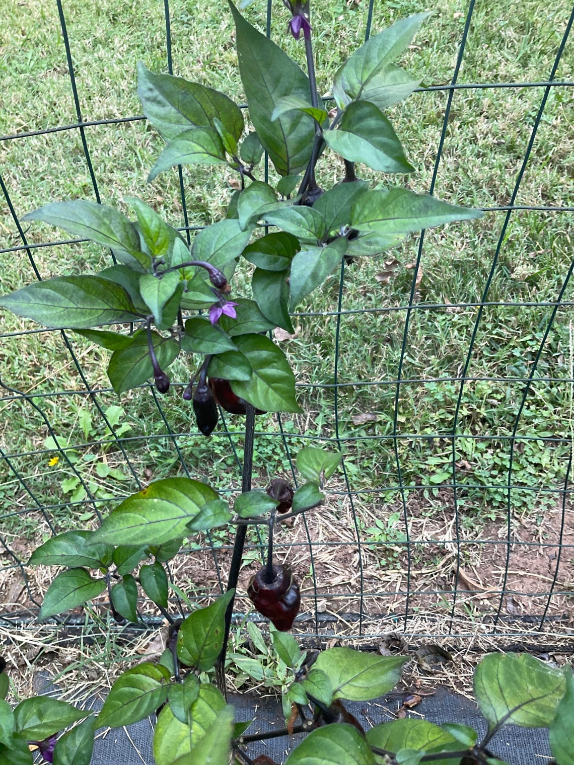Pepper Napa Spooky Rainbow Sweet Pepper Seeds 5 - Etsy