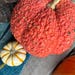 Pumpkin Red Warty Thing Pumpkin Seeds 15 - Etsy