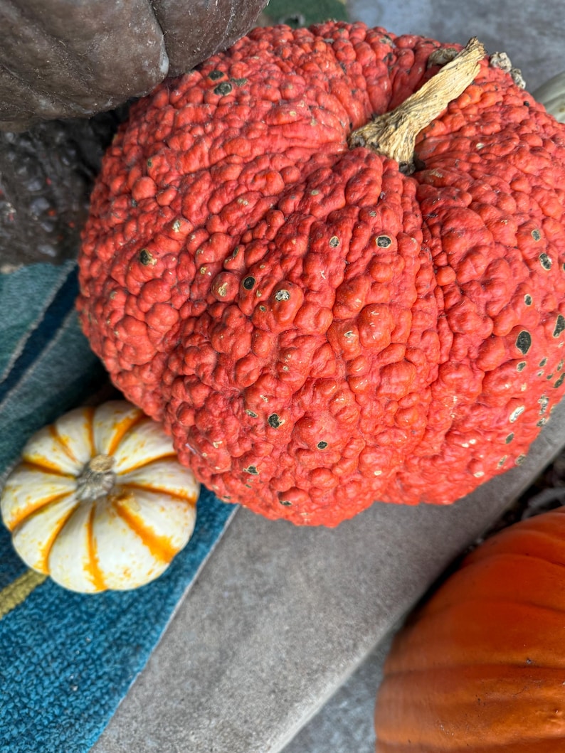 Pumpkin Red Warty Thing Pumpkin Seeds 30 - Etsy