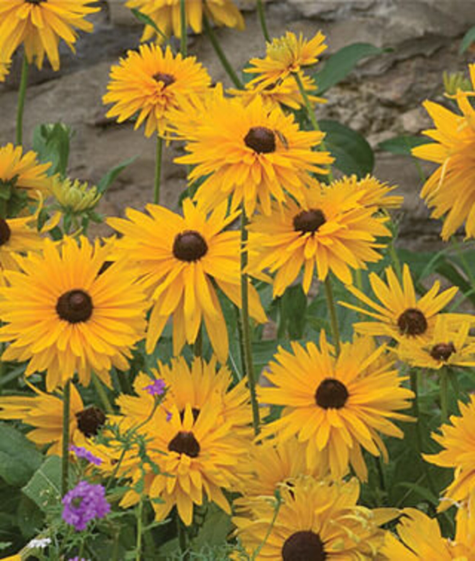 Rudbeckia Gloriosa Double Daisy Certified Organic Seed 50 | Etsy
