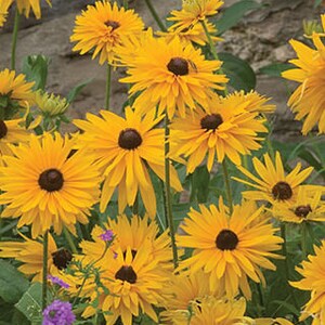 Rudbeckia Gloriosa Double Daisy Certified Organic Seed 50 | Etsy