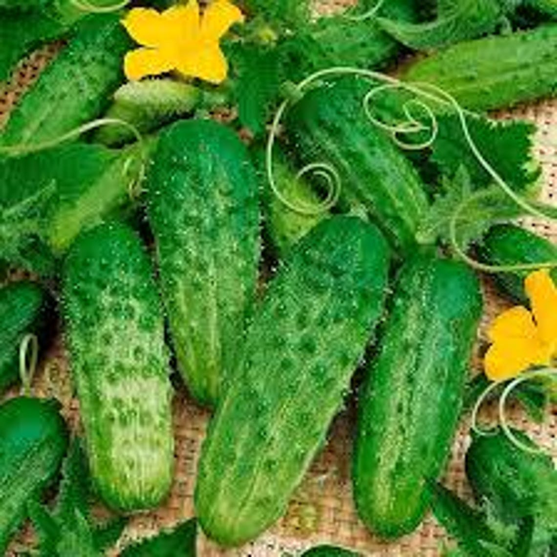 Cucumber Parisian Pickling Organic Seed 25 - Etsy